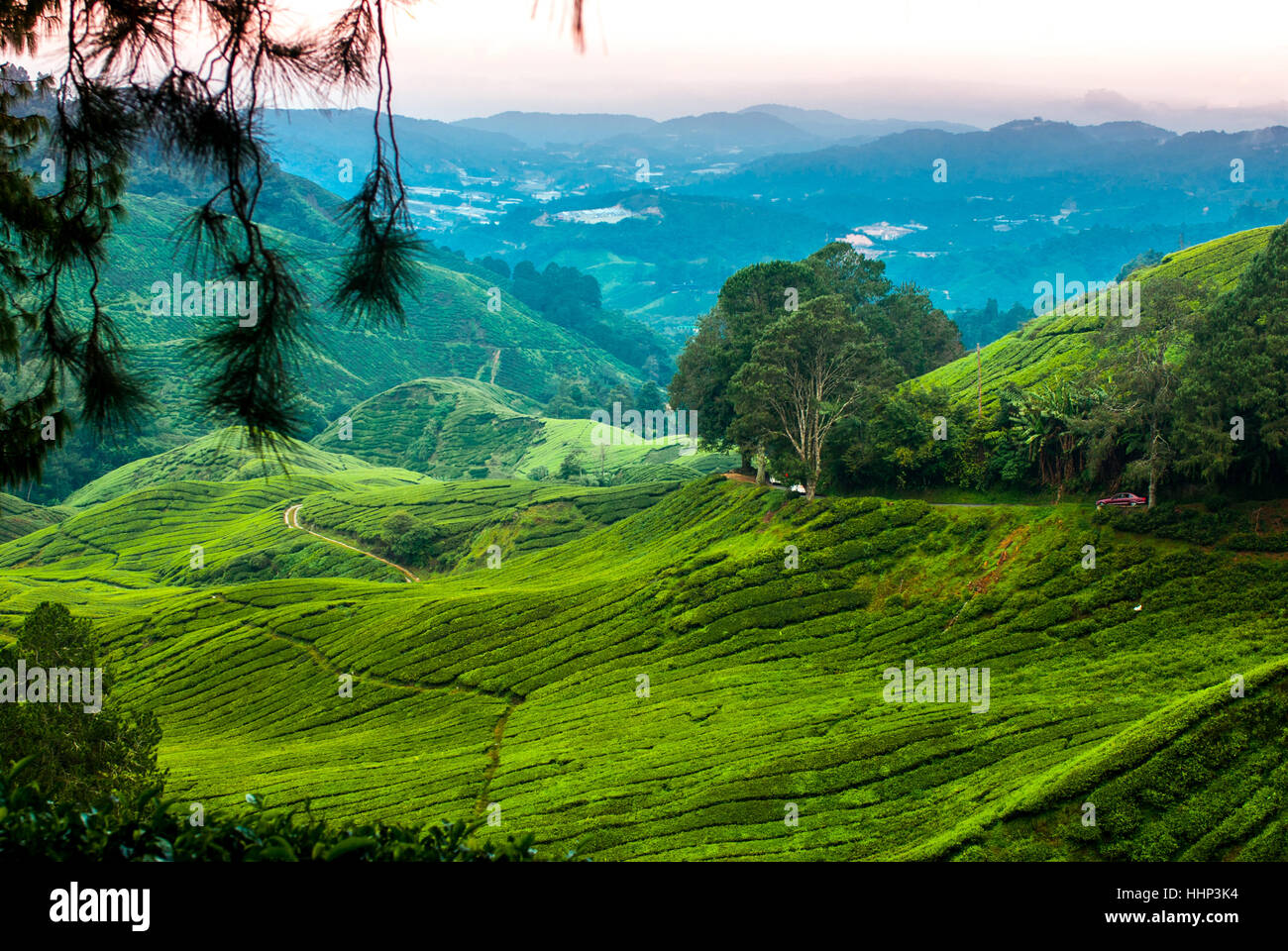 Malaysia cameron highlands hi-res stock photography and images - Alamy