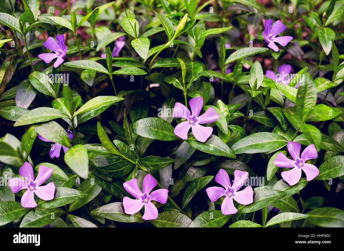 Motley background of violet flowers of periwinkle with leaves Stock ...