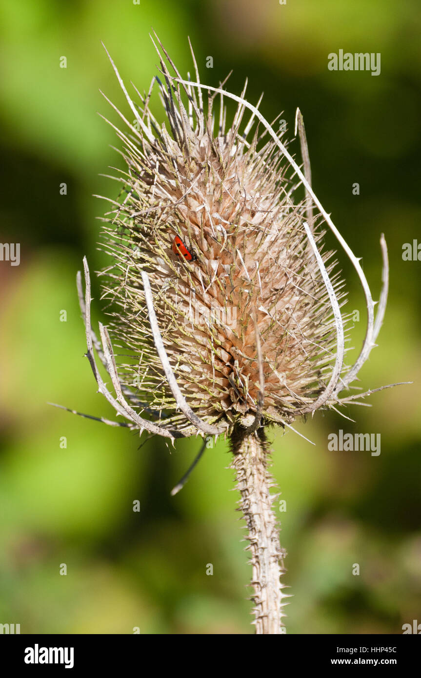 Teasel seed head ( Dipsacus fullonum) with hibernating ladybird ...