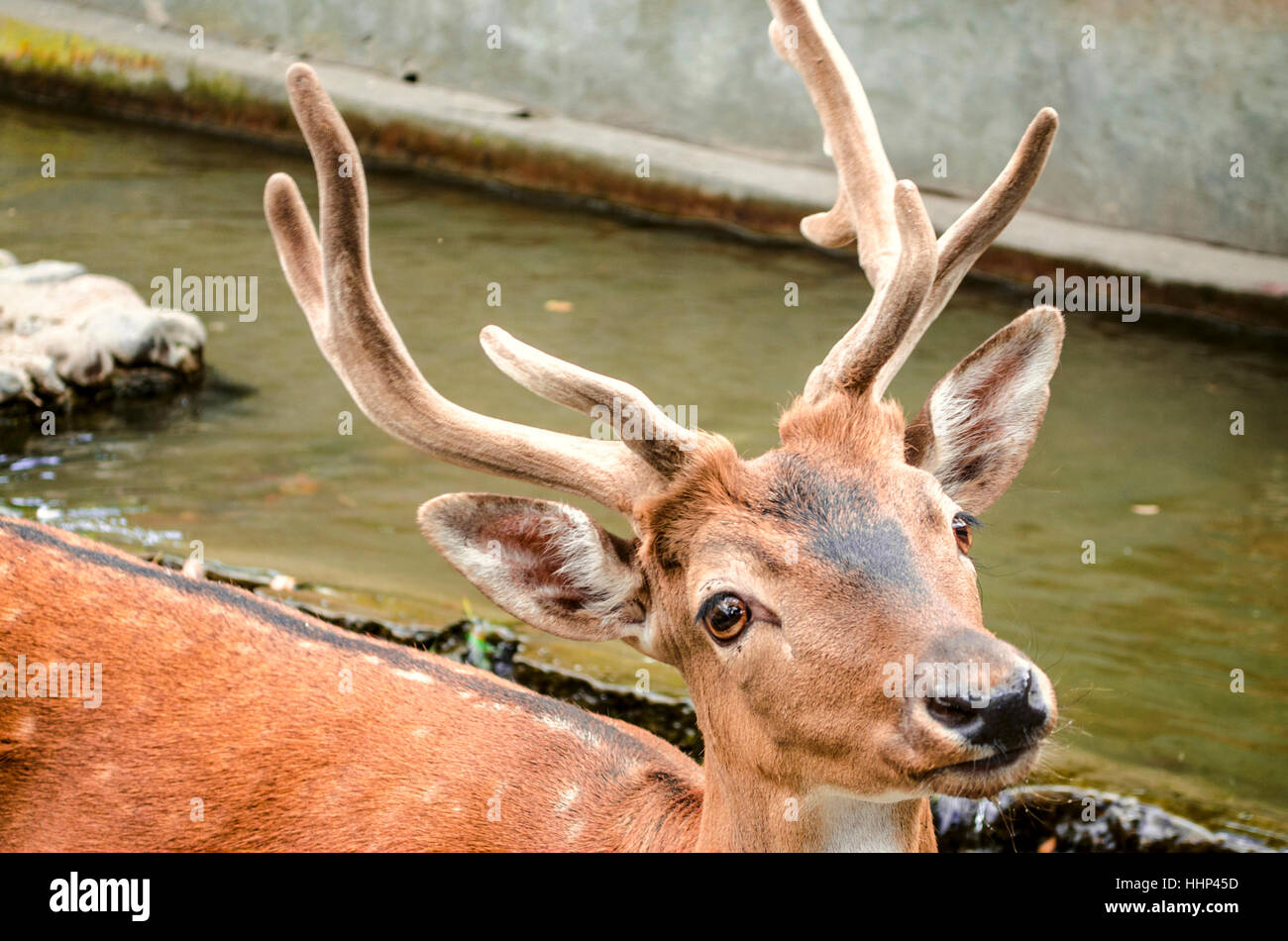 Young spotted redheaded deer with a wet muzzle at a watering place ...
