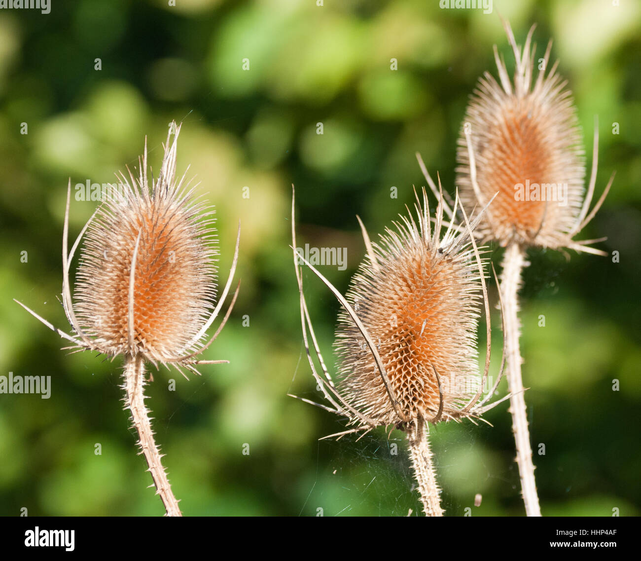 Teasel seed heads ( Dipsacus fullonum Stock Photo - Alamy