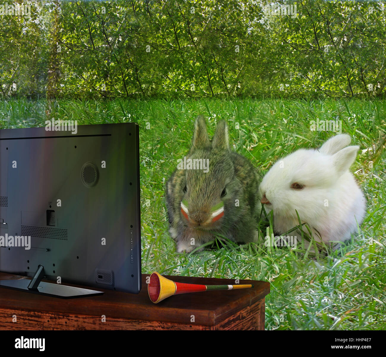 woman, women, men, man, rabbit, watch, television, tv, televisions ...