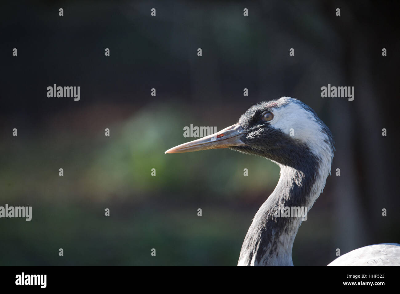 Crane bird britain hi-res stock photography and images - Alamy