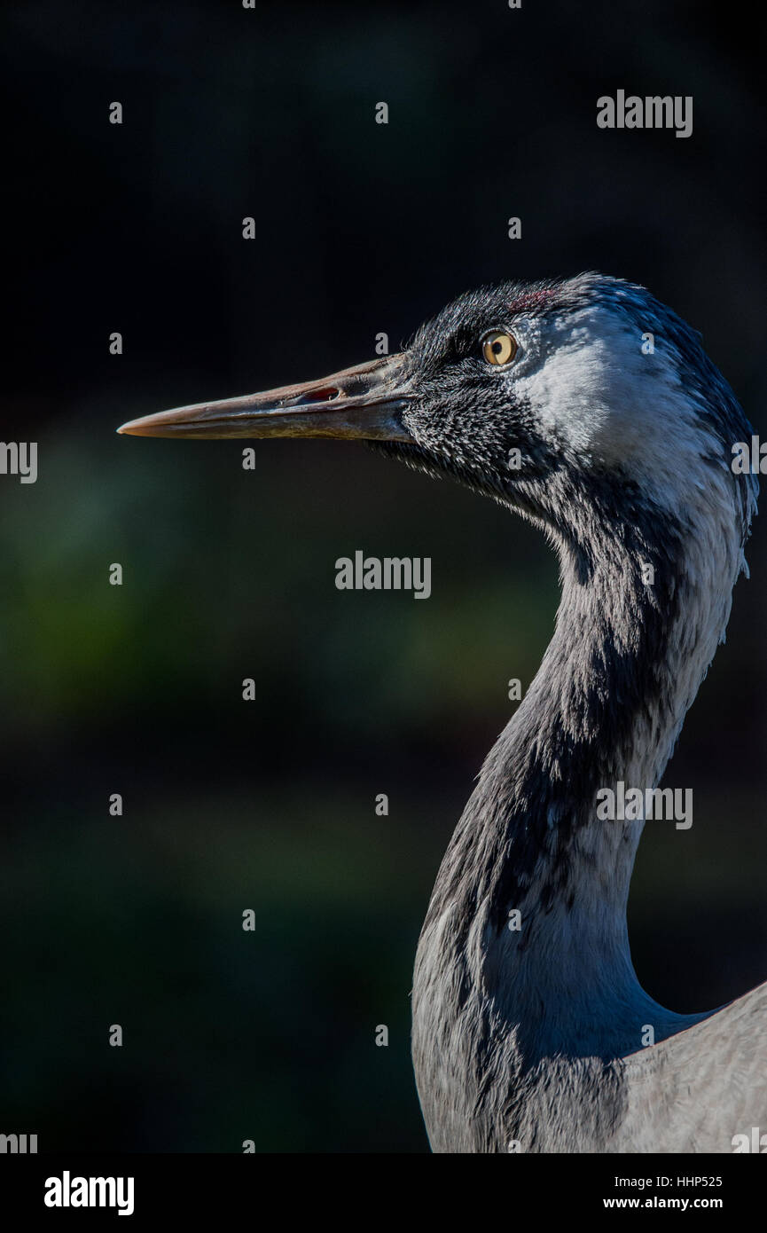 British crane hi-res stock photography and images - Alamy