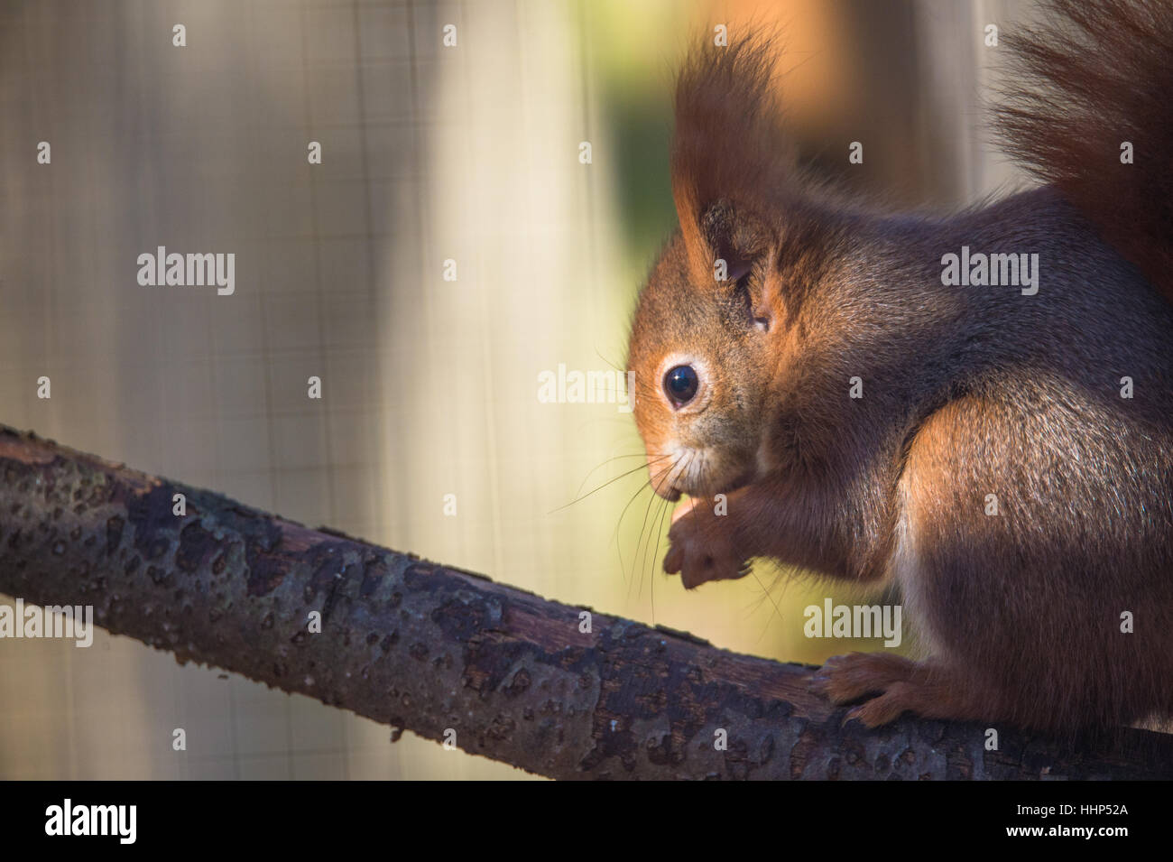 Ginger squirrel hi-res stock photography and images - Alamy