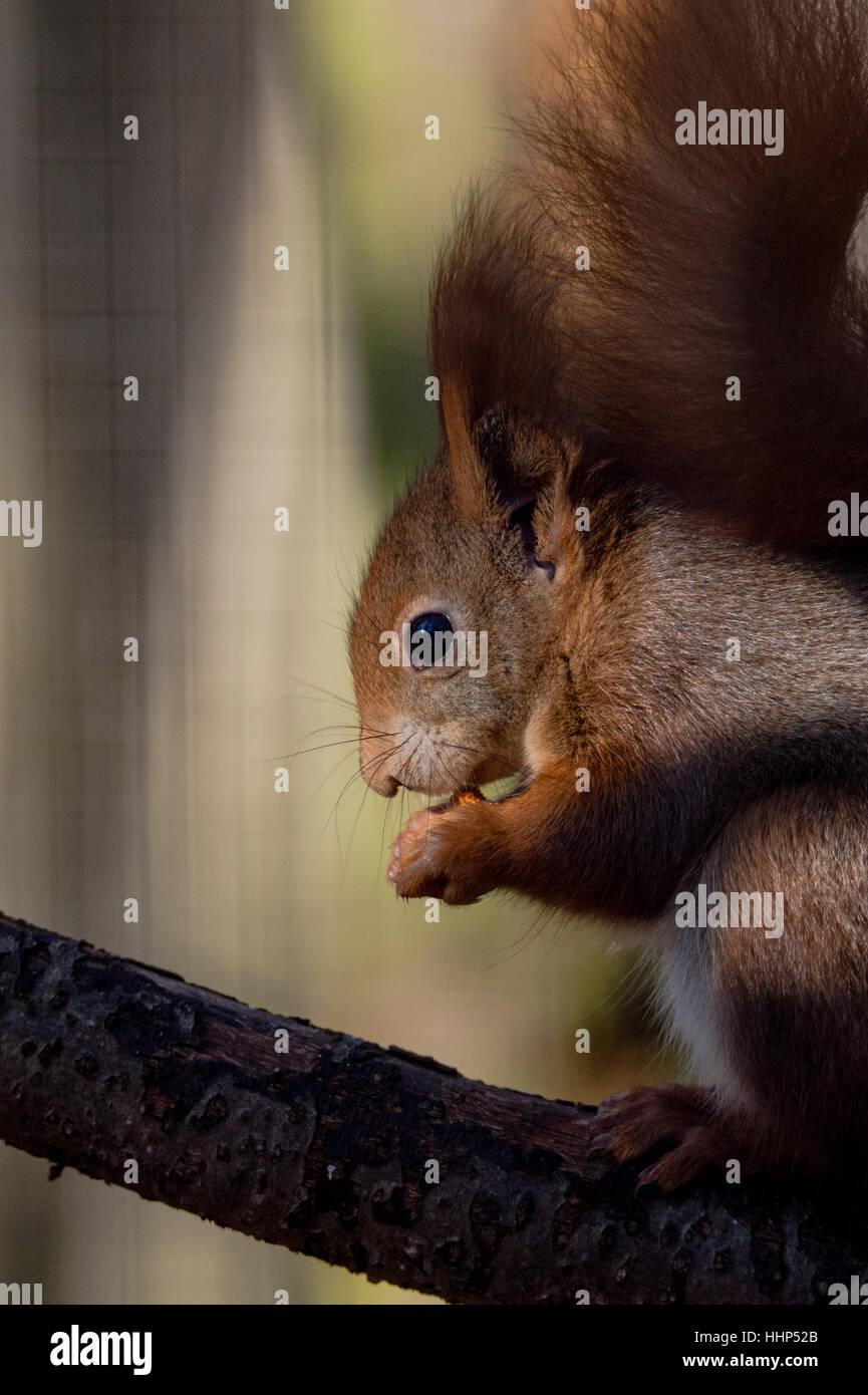 Ginger squirrel hi-res stock photography and images - Alamy