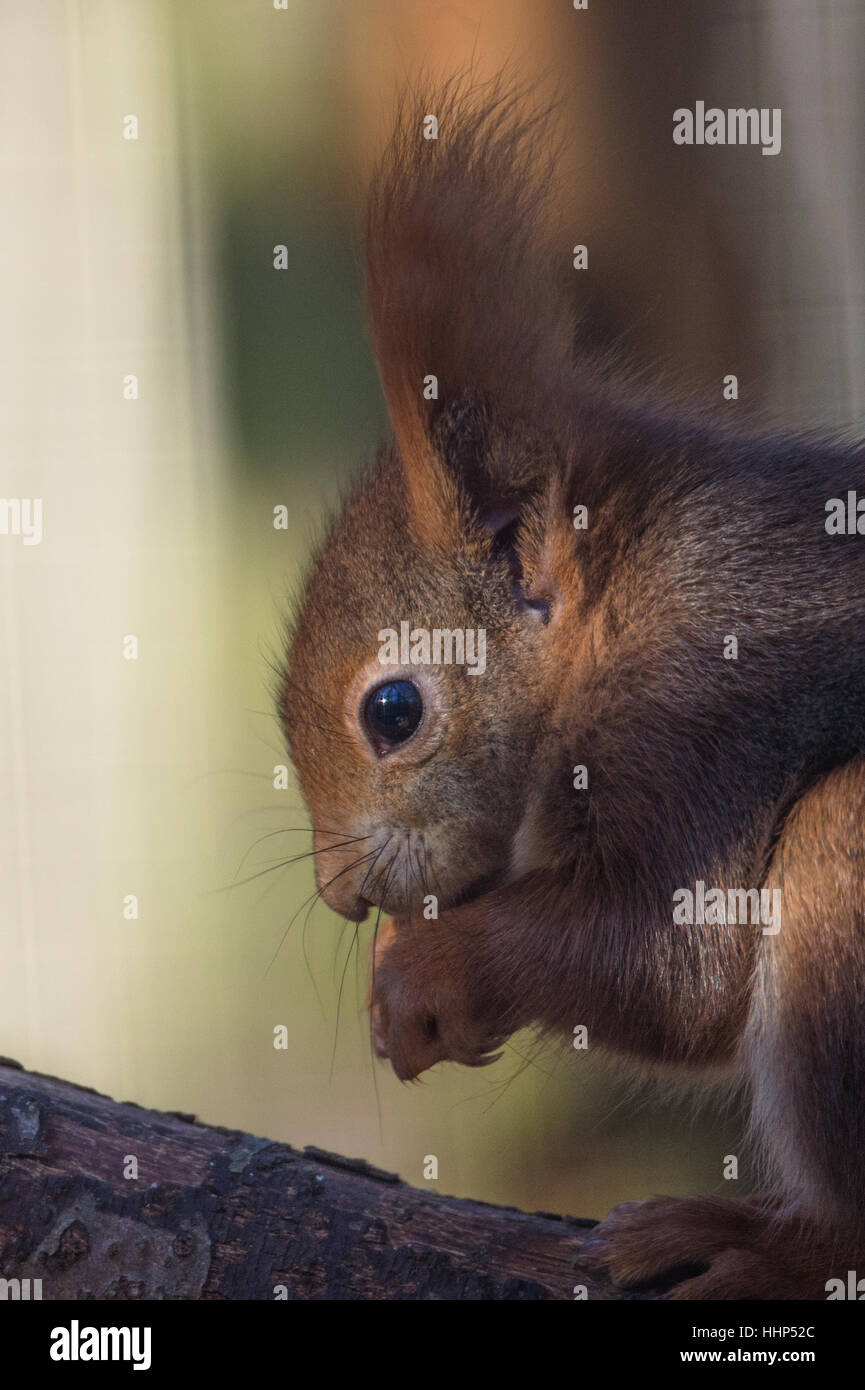 Ginger squirrel hi-res stock photography and images - Alamy