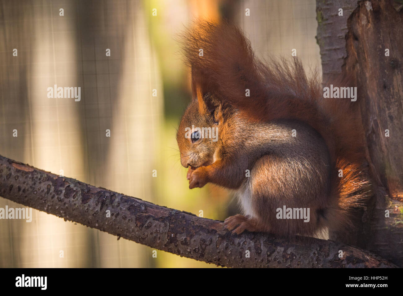 Ginger squirrel hi-res stock photography and images - Alamy