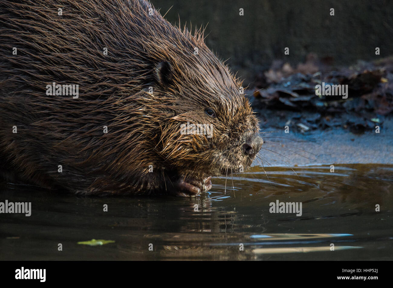 European Beaveer portrait Stock Photo - Alamy
