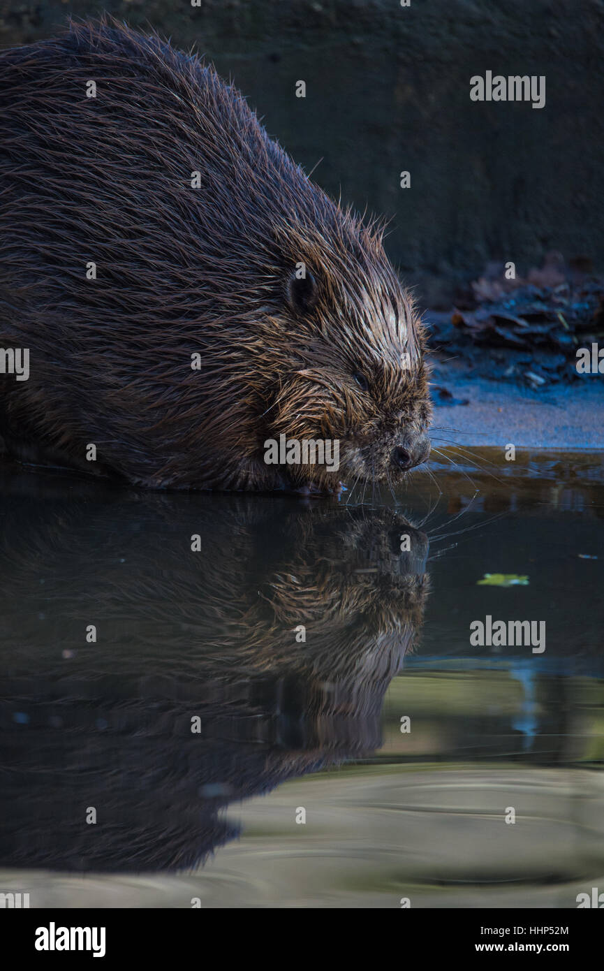 European Beaveer portrait Stock Photo - Alamy