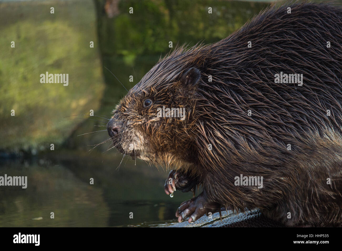 European Beaveer portrait Stock Photo - Alamy