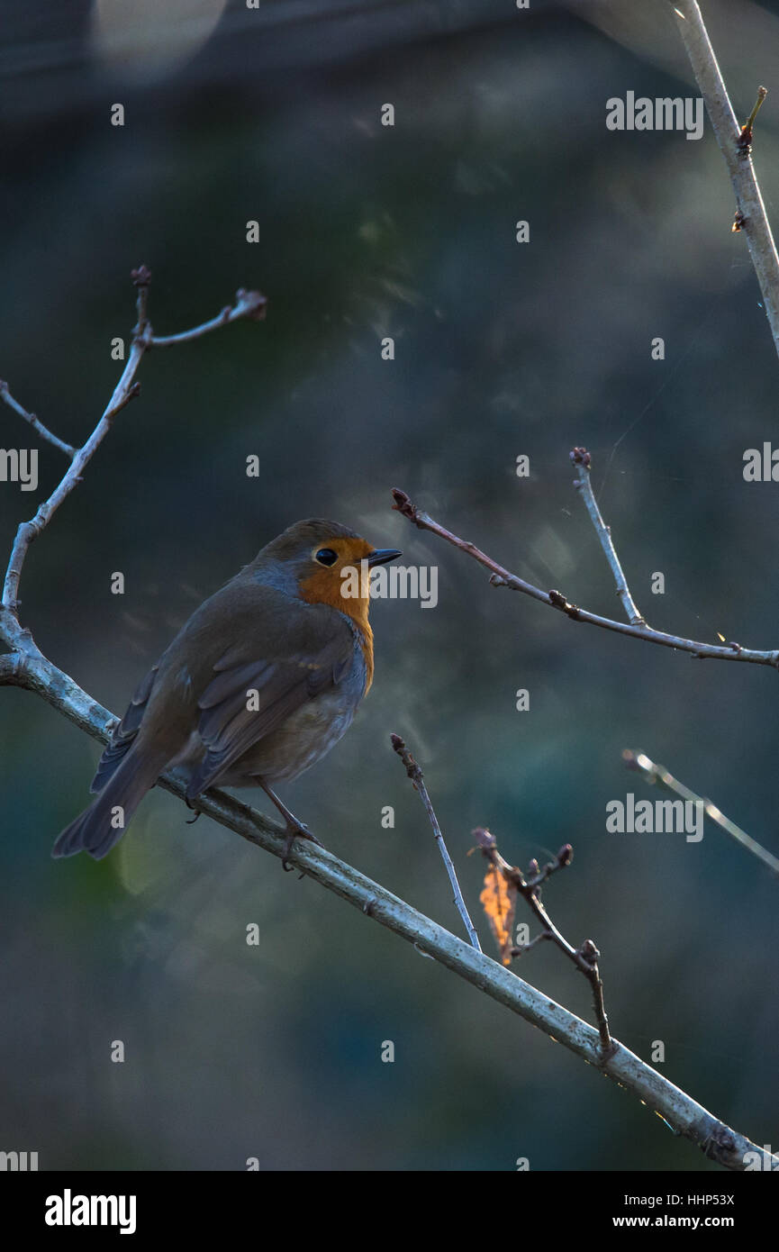 Iconic british wildlife hi-res stock photography and images - Alamy