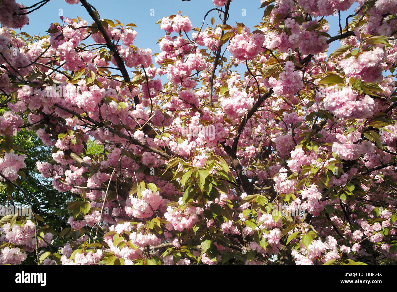 blue, beautiful, beauteously, nice, tree, flower, plant, green, bloom ...