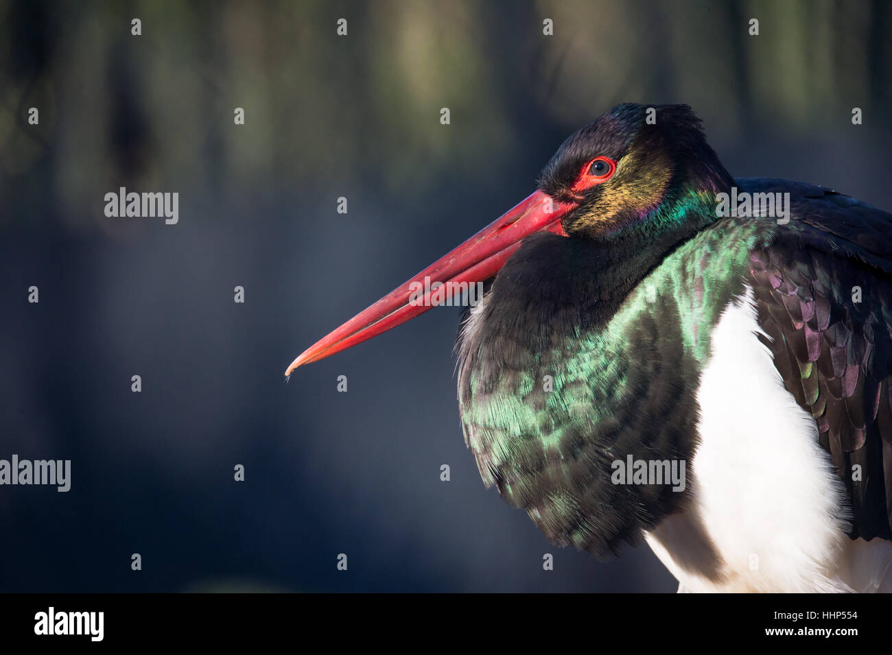 Colourful stork hi-res stock photography and images - Alamy