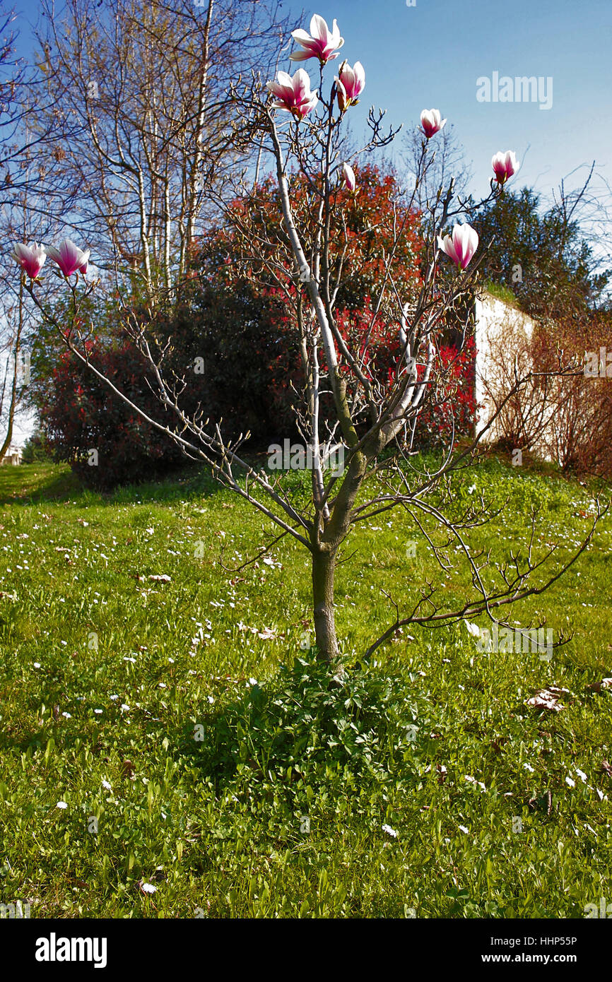 blue, beautiful, beauteously, nice, tree, flower, plant, green, bloom ...