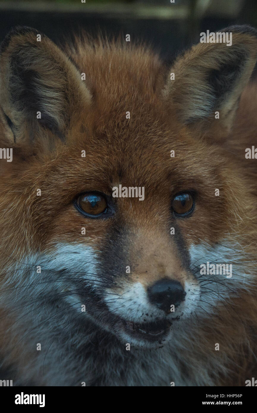 Red Fix Portrait Stock Photo - Alamy