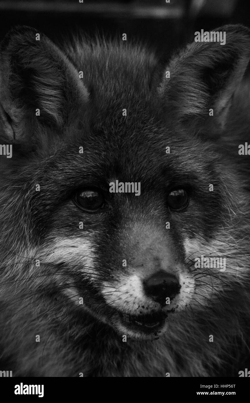Cute fox face animal Black and White Stock Photos & Images - Alamy