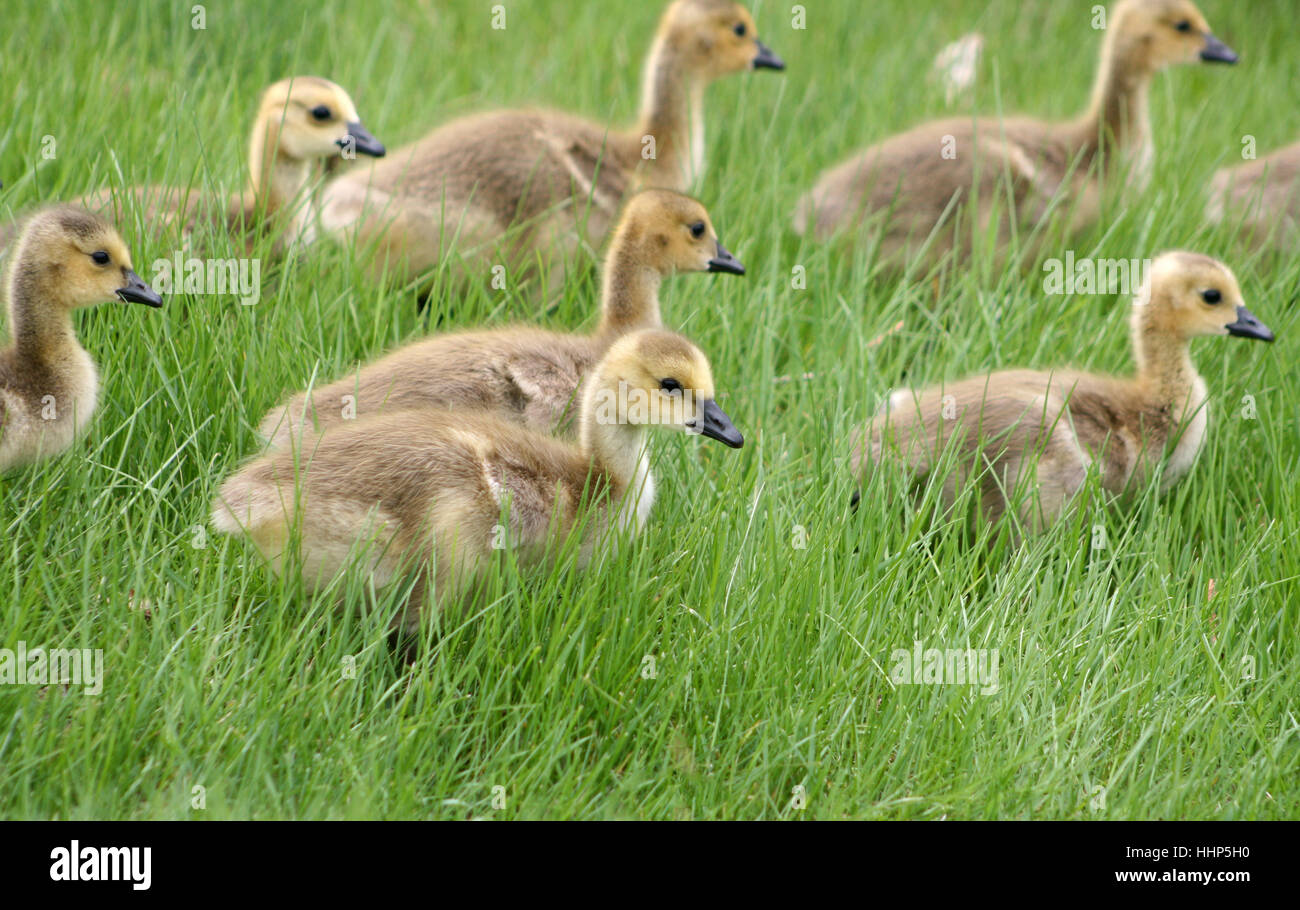 bird, field, outdoor, chick, goose, gosling, meadow, grass, lawn, green ...