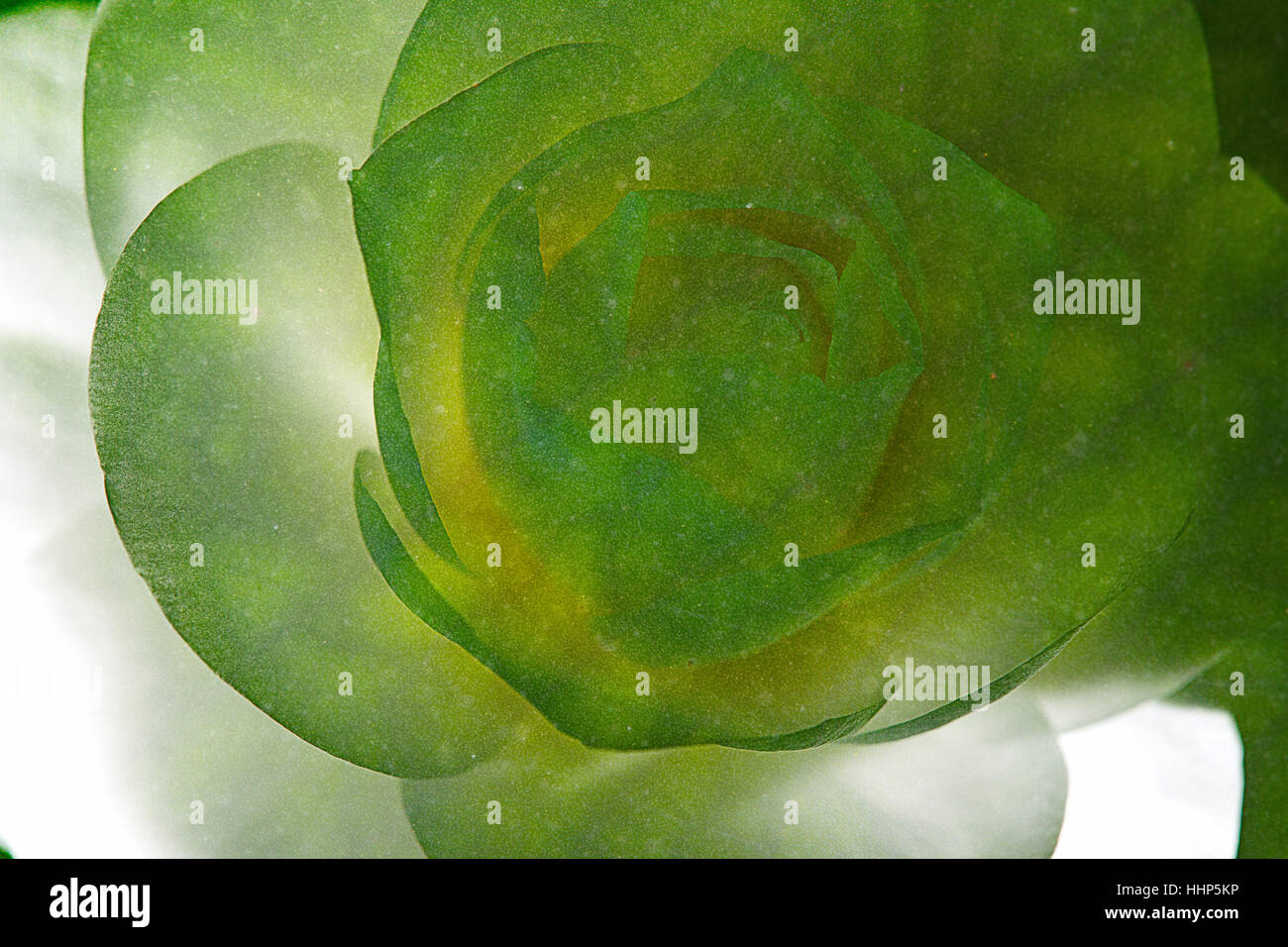 leaf, art, composition, model, design, project, concept, plan, draft ...