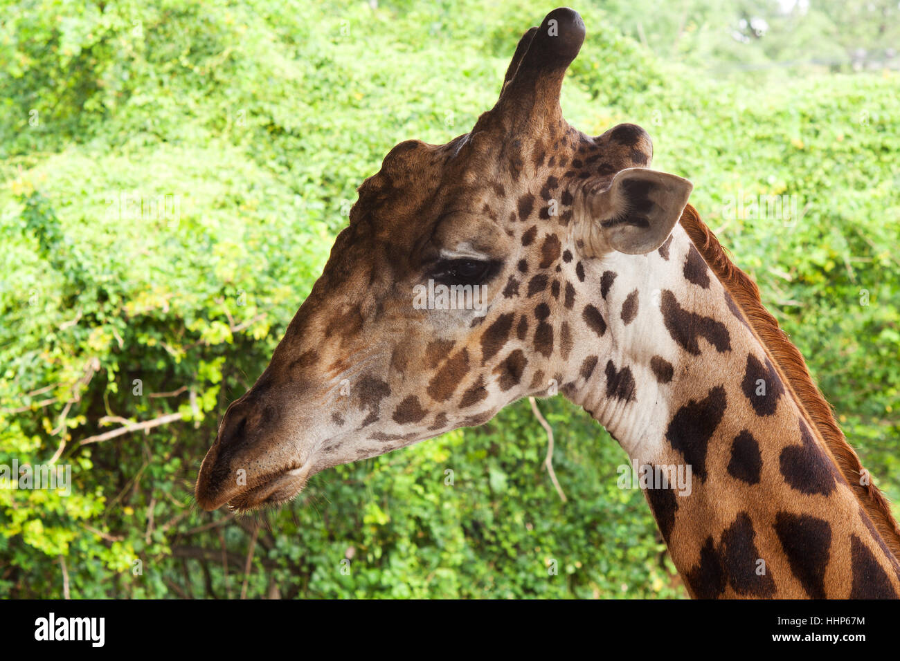 giraffe, macro, close-up, macro admission, close up view, animal ...