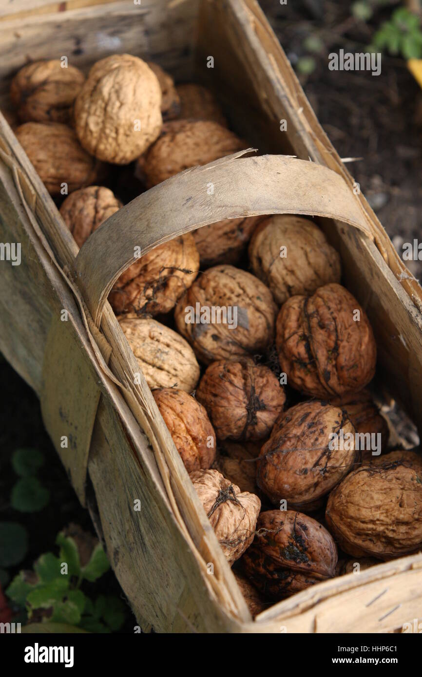 garden, basket, nuts, nut, gardens, collect, harvest, collecting ...