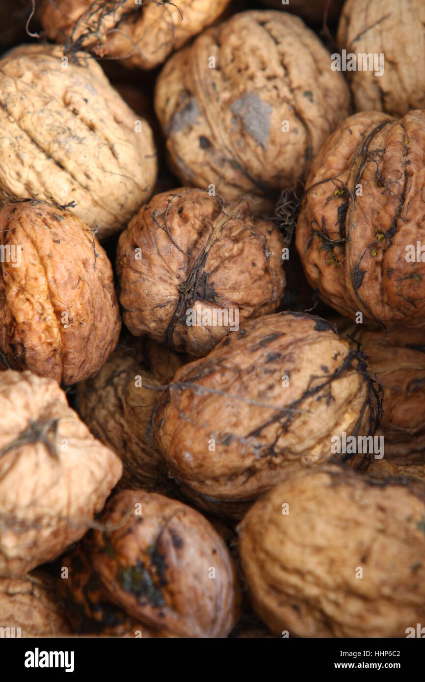 Collecting nut fruits hi-res stock photography and images - Alamy
