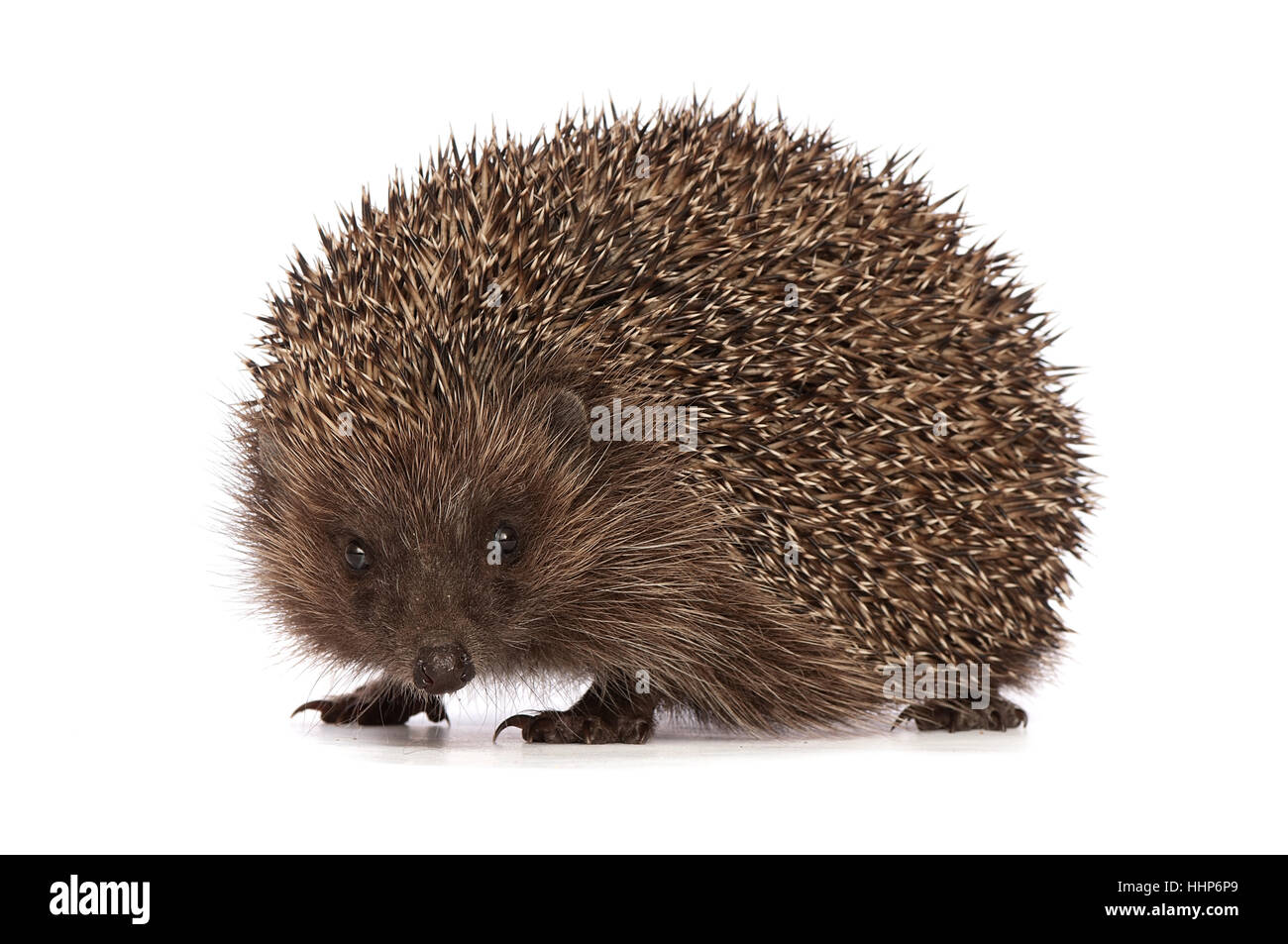 animal, mammal, wild, pets, rodent, fur, hairy, small, tiny, little ...