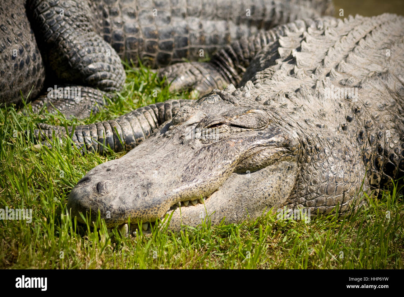 danger, animal, reptile, horizontal, sleep, sleeping, wildlife ...