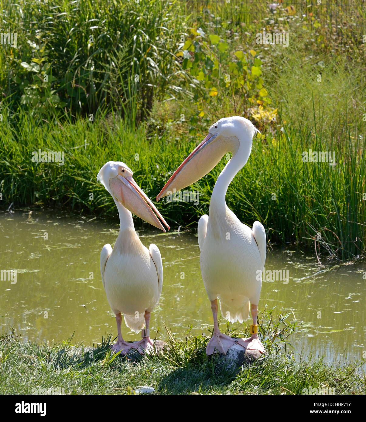 animal, bird, outdoor, pelican, river, water, nature, park, animal ...