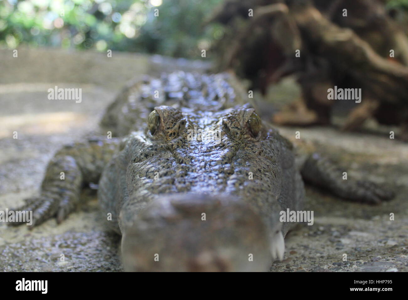 amphibian, crocodile, depth of focus, water, amphibian, teeth ...