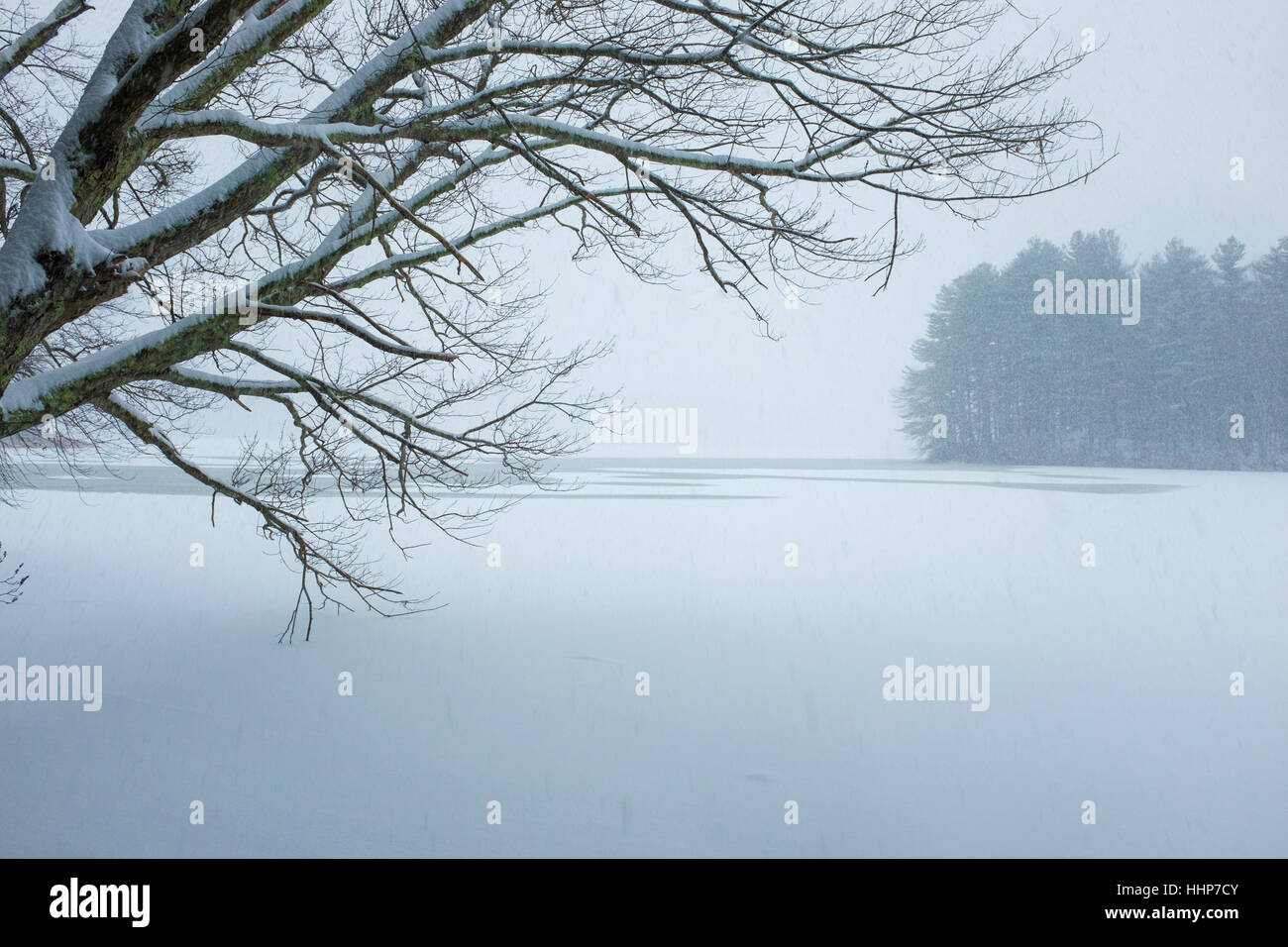 Winter Snow on Trees and Lake Stock Photo - Alamy