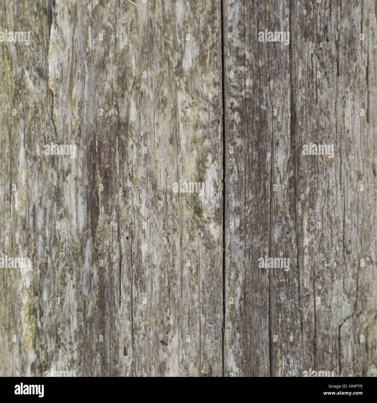 Closeup background of weathered lichen covered cedar fence post. Shows ...