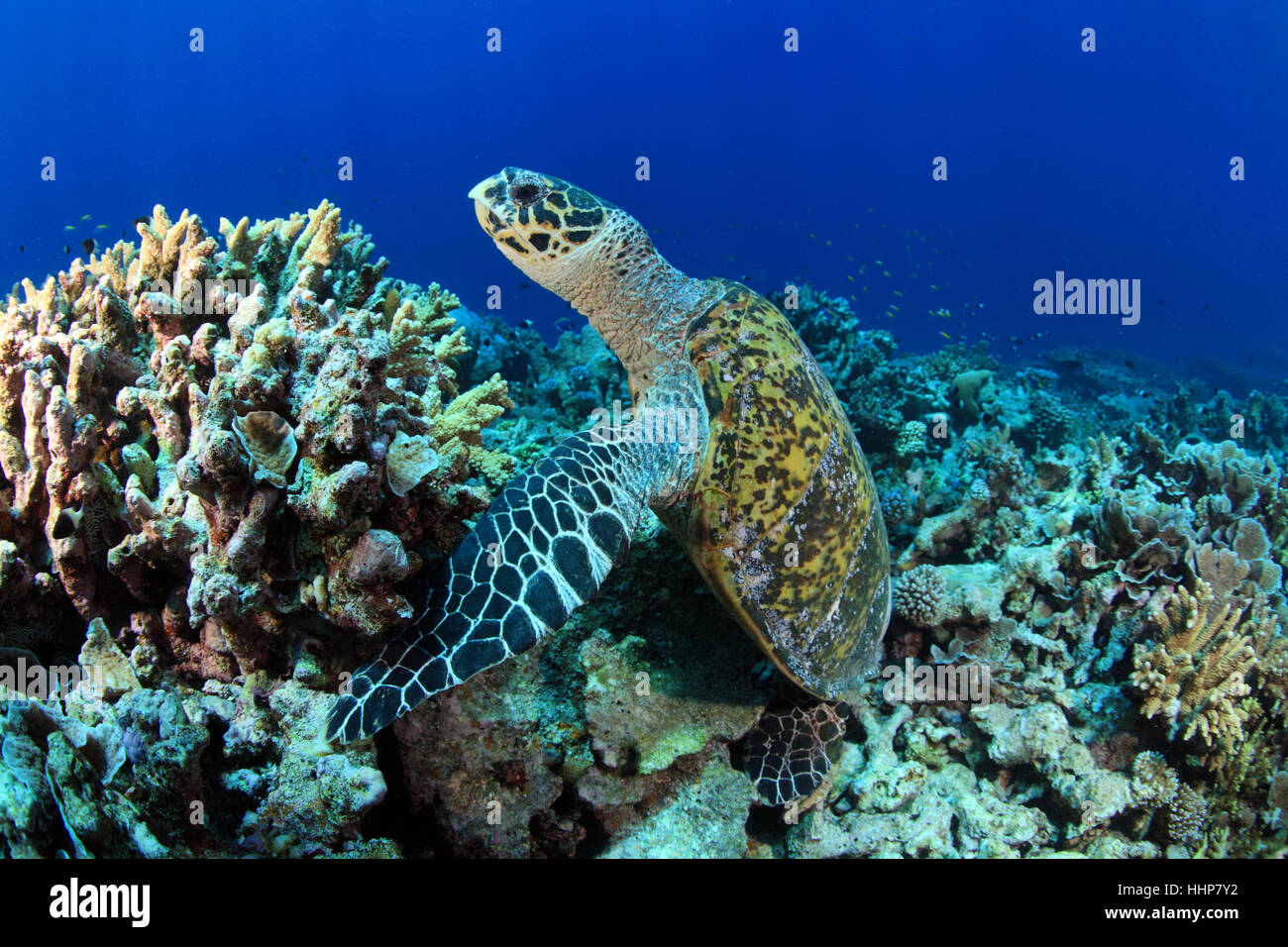 Reptiles Sea Turtles
