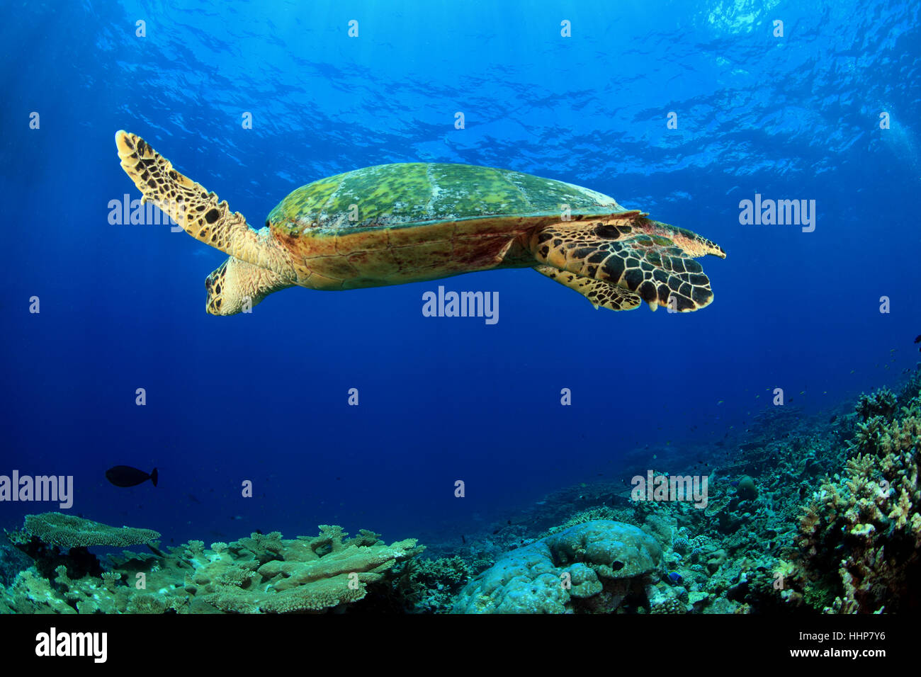 reptile, underwater, salt water, sea, ocean, water, turtle, tortoise ...