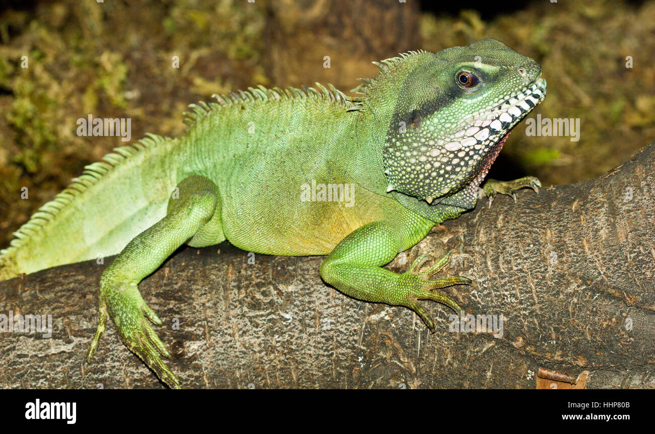 lizard, saurian, branch, nature, lizard, saurian, branch, nature, gekko ...