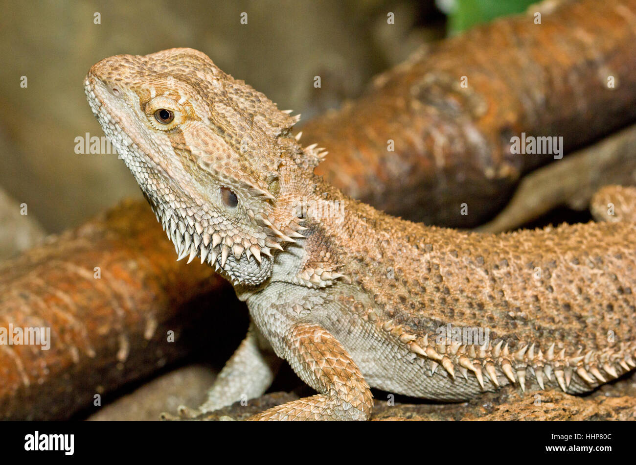 lizard - gekko Stock Photo - Alamy