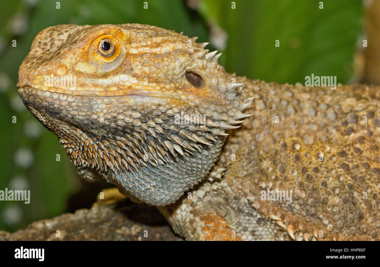 lizard - gekko Stock Photo - Alamy