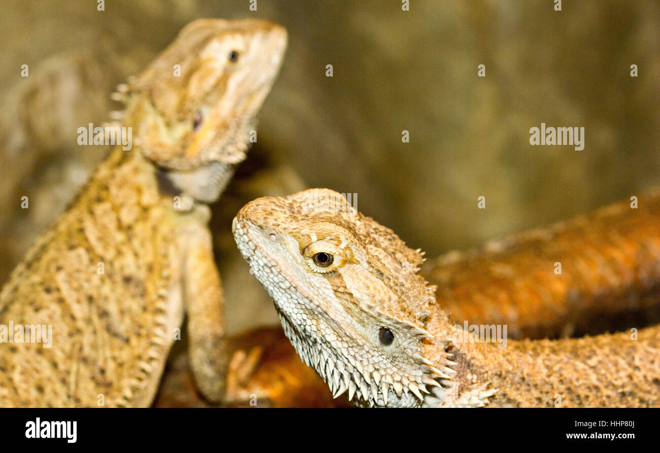 lizard, saurian, branch, nature, lizard, saurian, branch, nature, gekko ...