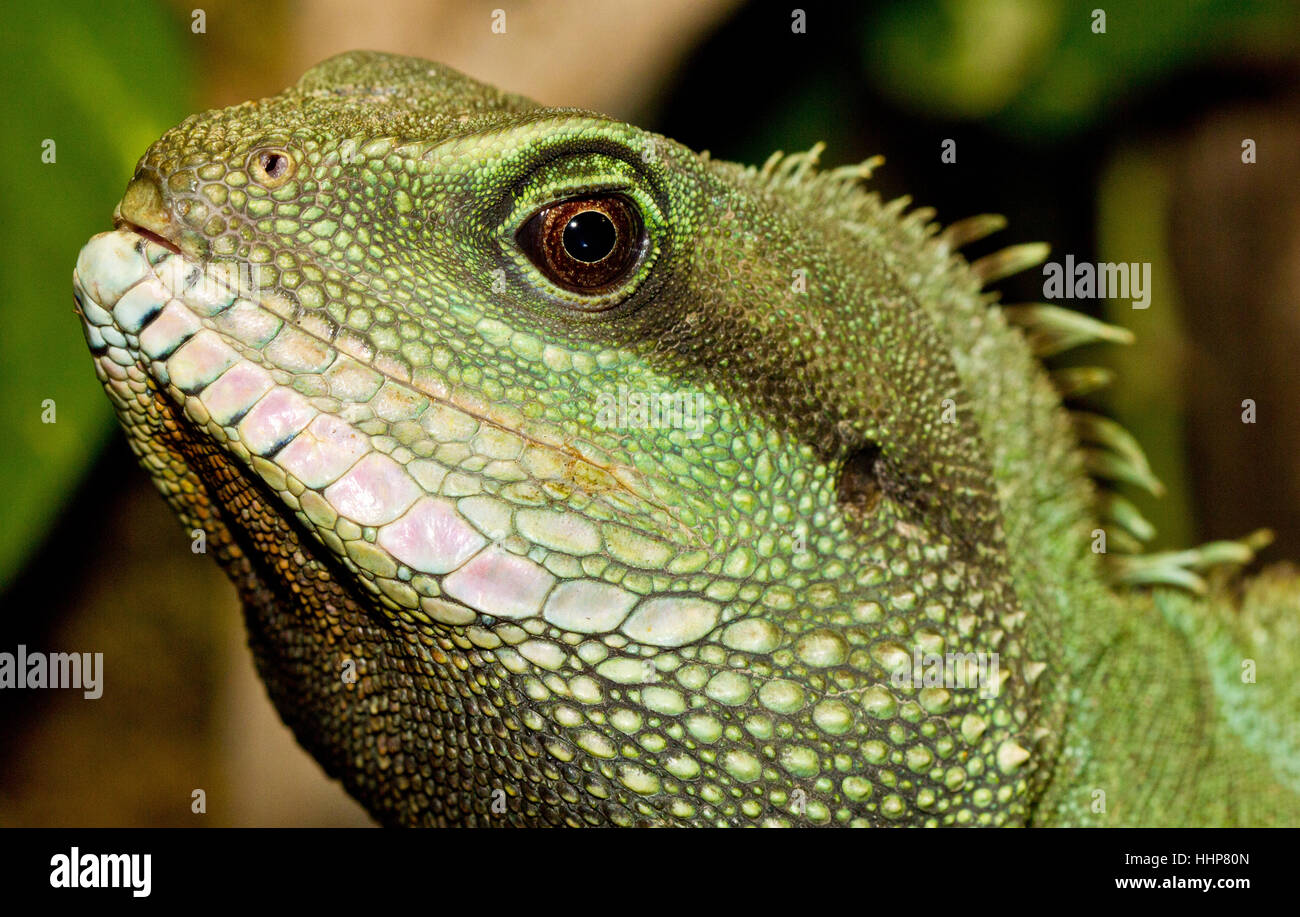 lizard, saurian, branch, nature, lizard, saurian, branch, nature, gekko ...