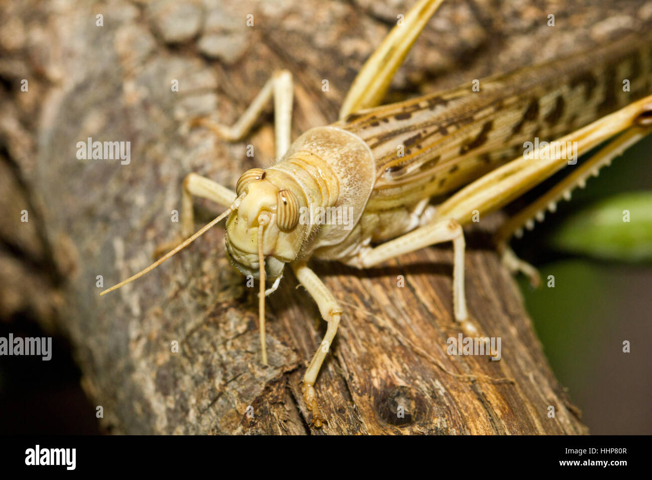 spring, bouncing, bounces, hop, skipping, frisks, jumping, jump, branch ...