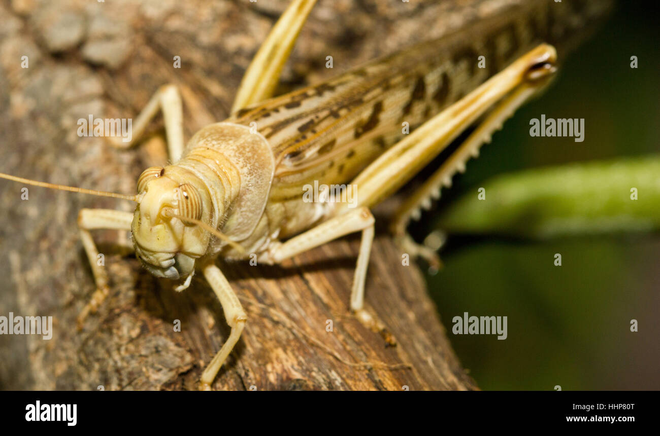 spring, bouncing, bounces, hop, skipping, frisks, jumping, jump, branch ...