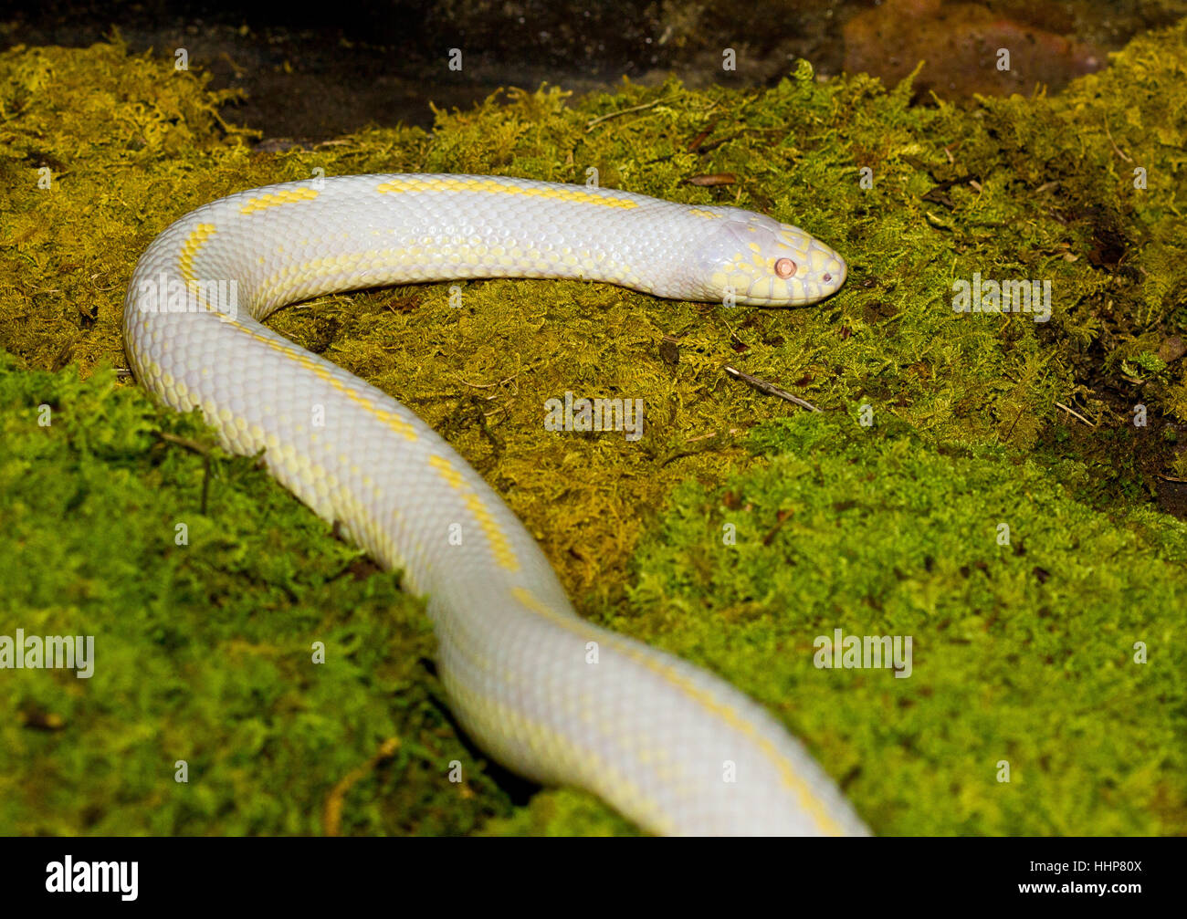 virgin forest, to gorge, engulf, devour, snake, reptiles, virgin forest ...