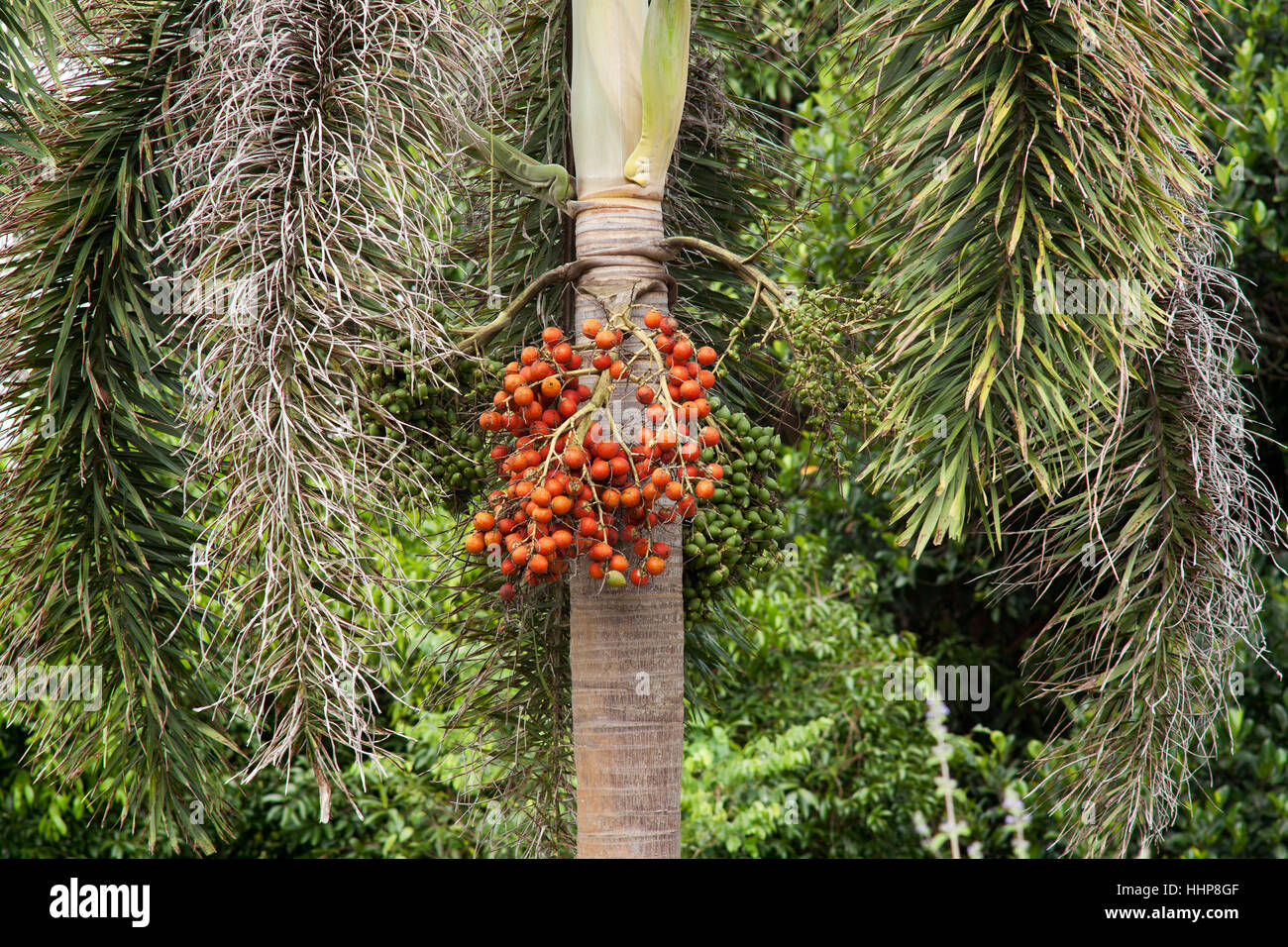 tree, tropical, date palm, date, food, aliment, tree, flora, fruit ...