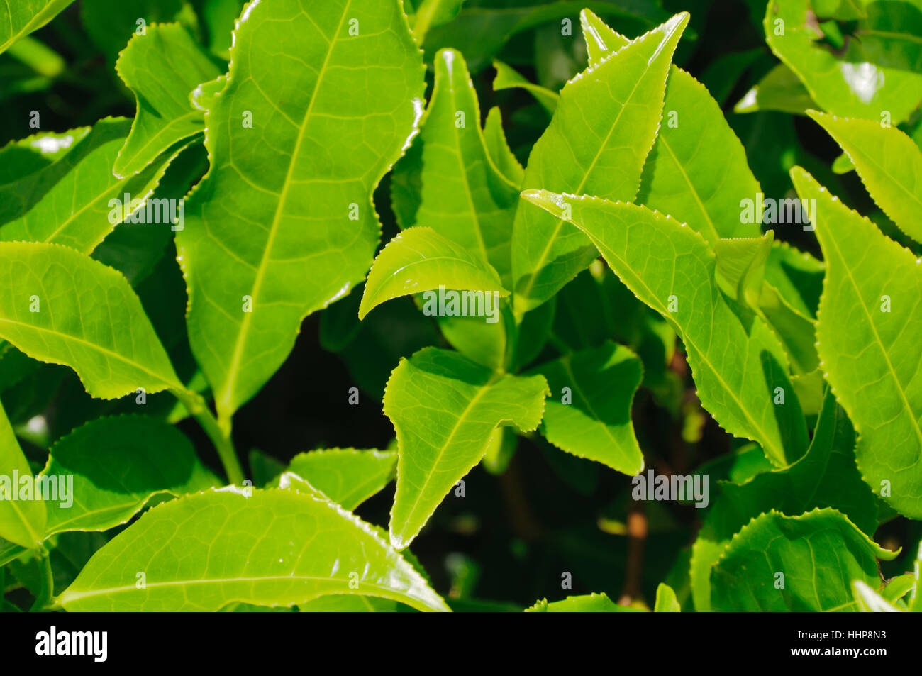 tea, tea-plantation, tealeaf, plant, leaf, asia, agriculture, farming ...