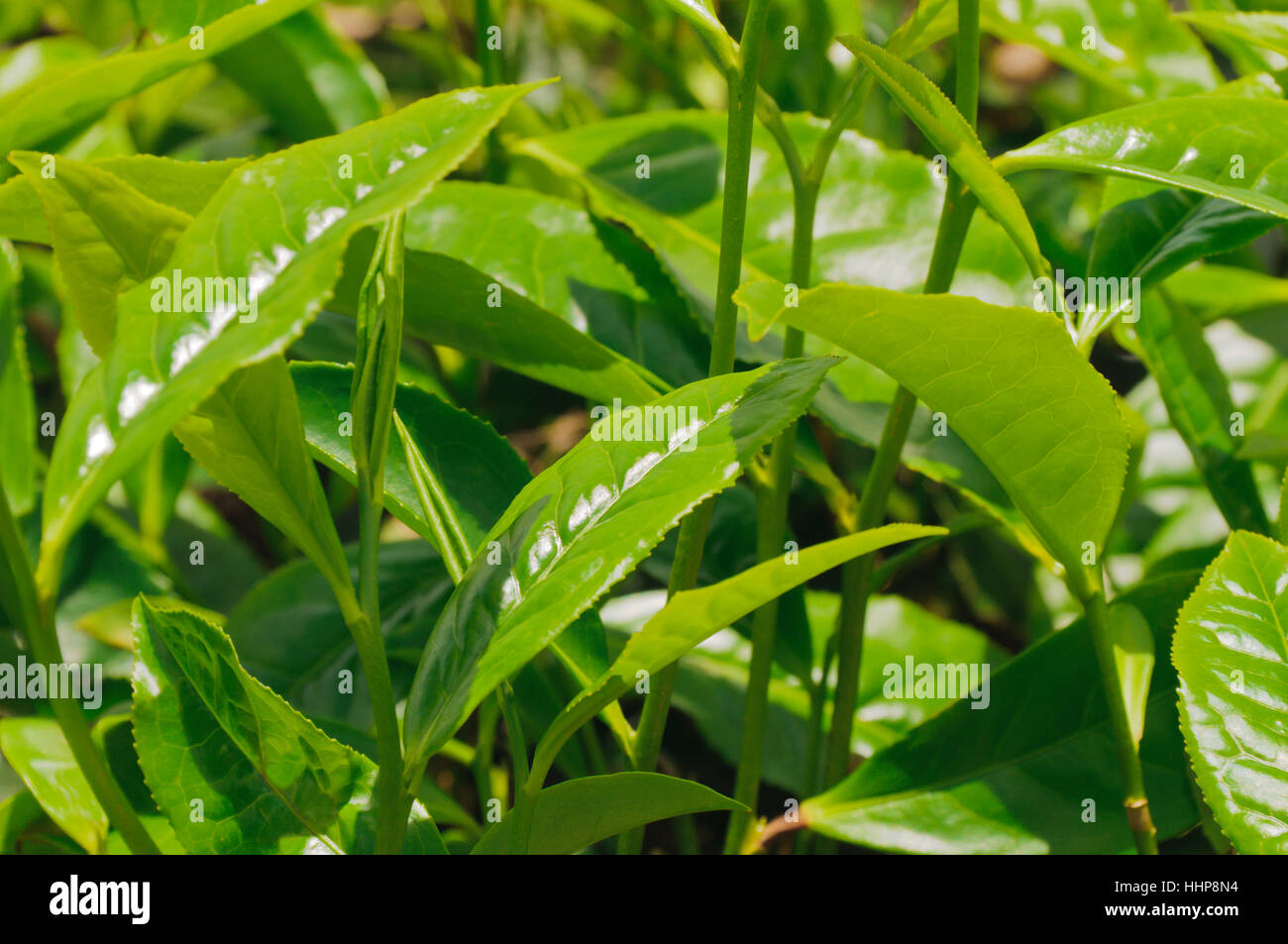 tea, tea-plantation, tealeaf, plant, leaf, asia, agriculture, farming ...