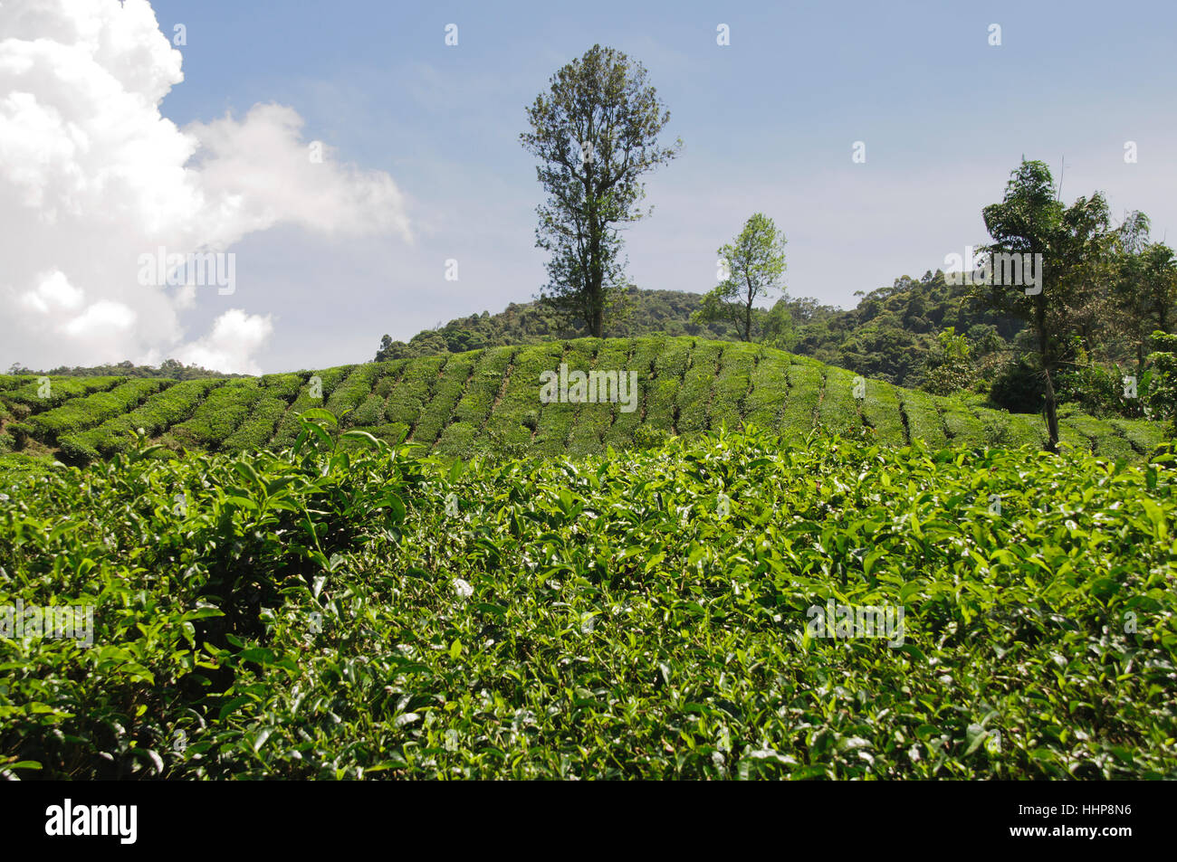 tea, tea-plantation, tealeaf, plant, blue, leaf, tree, asia ...