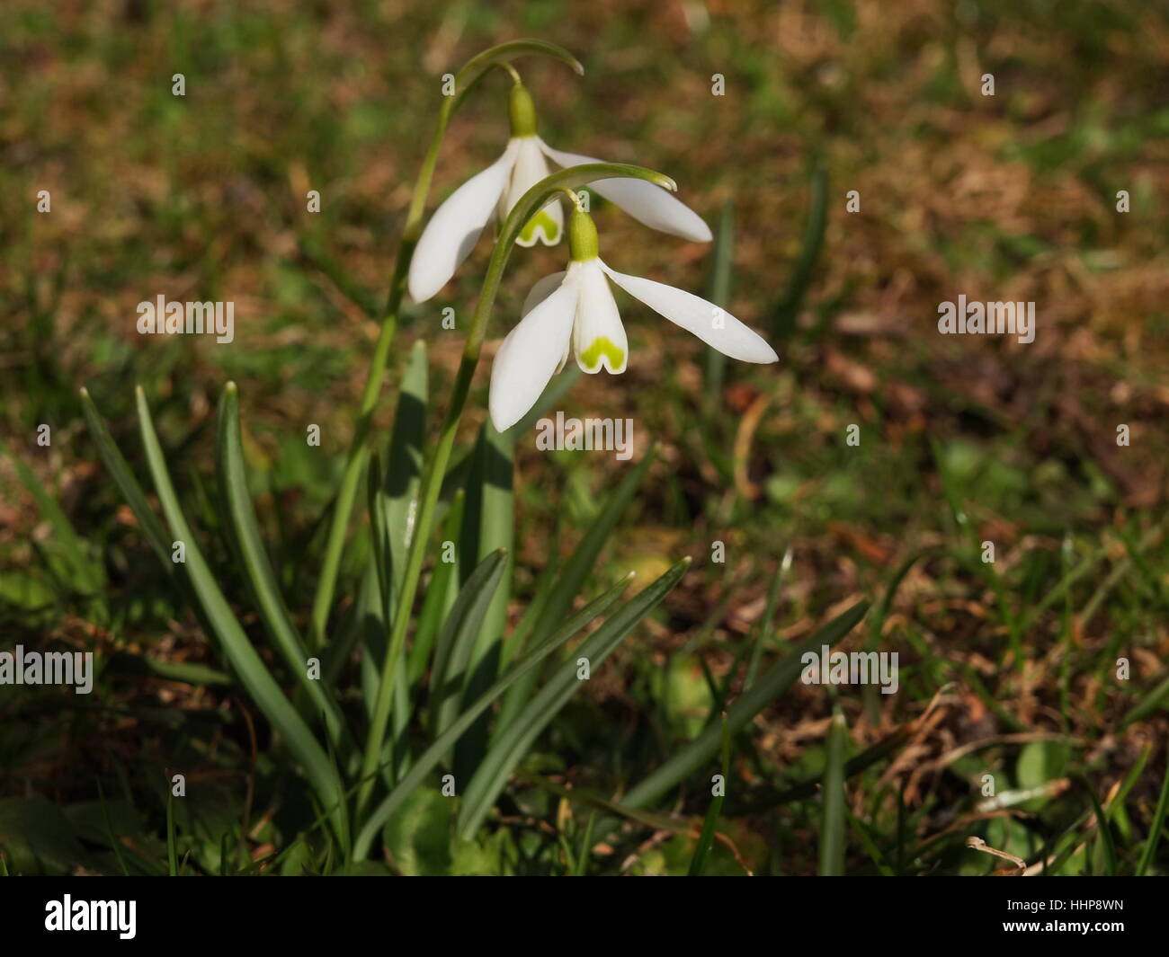 spring, flower, plant, snowdrop, vernal flowers, park, garden, flower ...