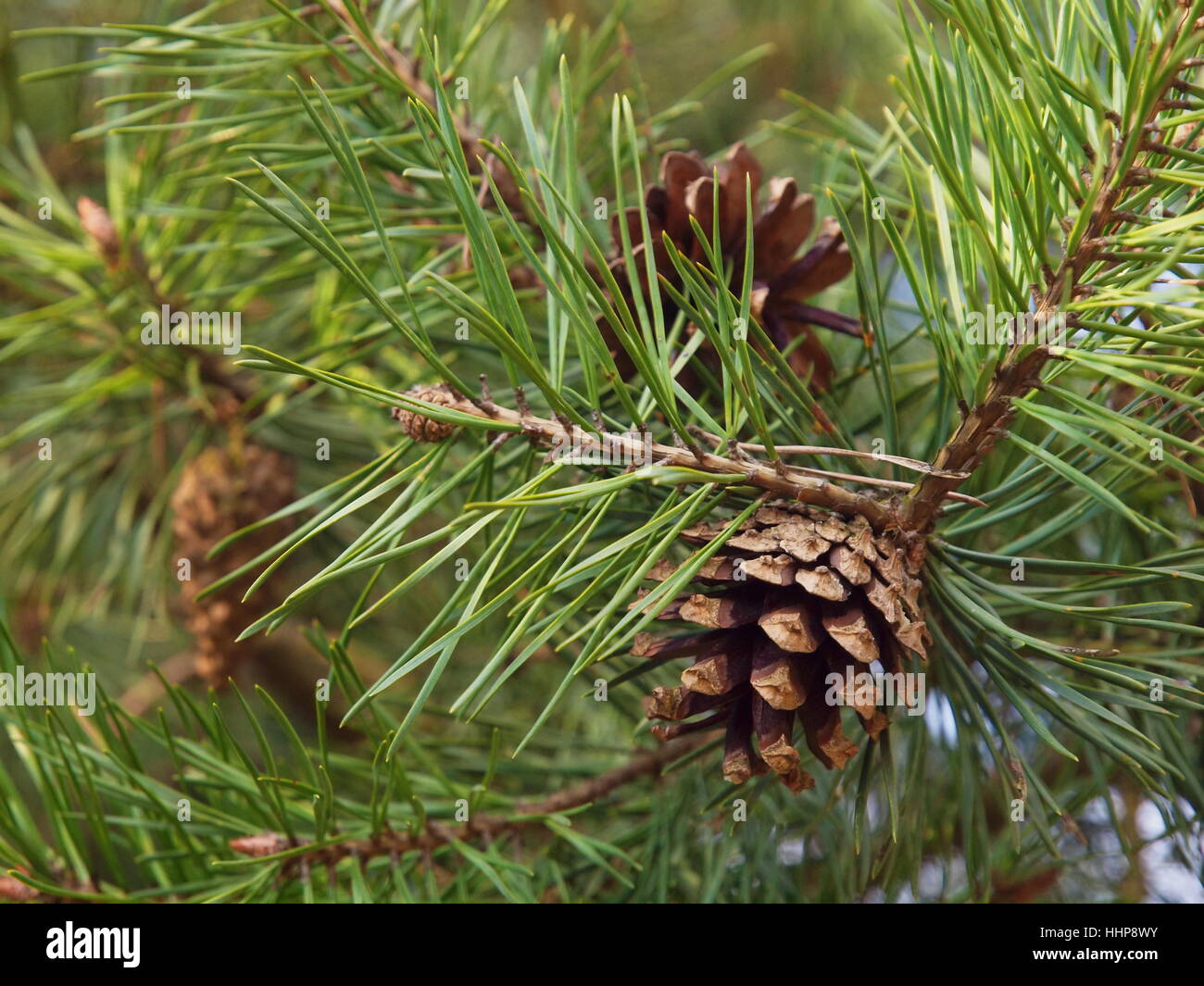 Pines tree hi-res stock photography and images - Alamy