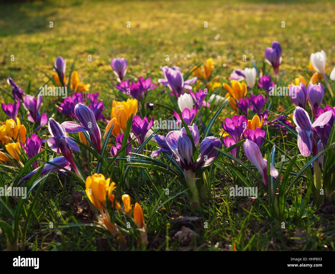 spring, crocus, crocuses, coloured, colourful, gorgeous, multifarious ...