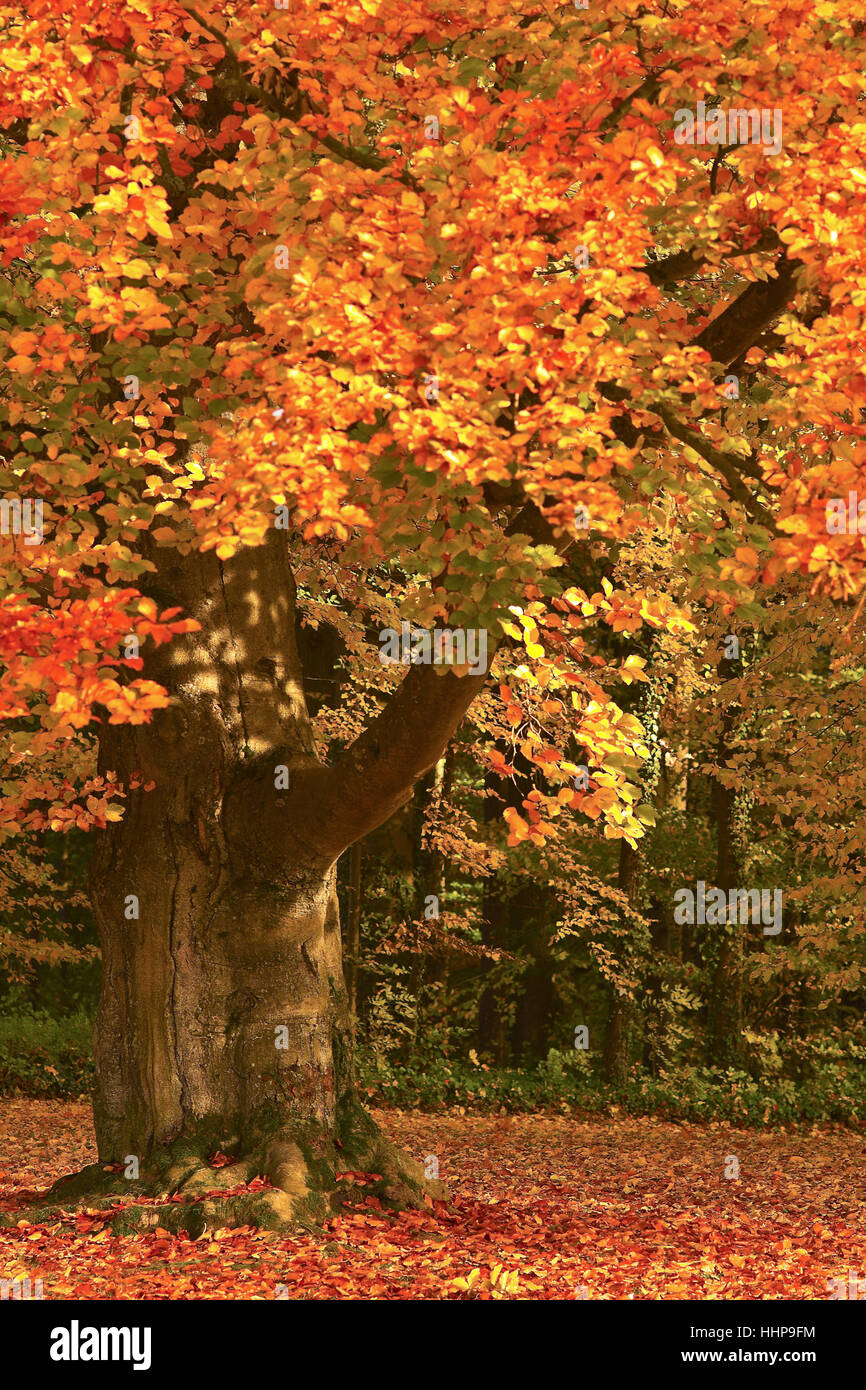 leaf, tree, trees, brown, brownish, brunette, leaves, flora, bavaria ...